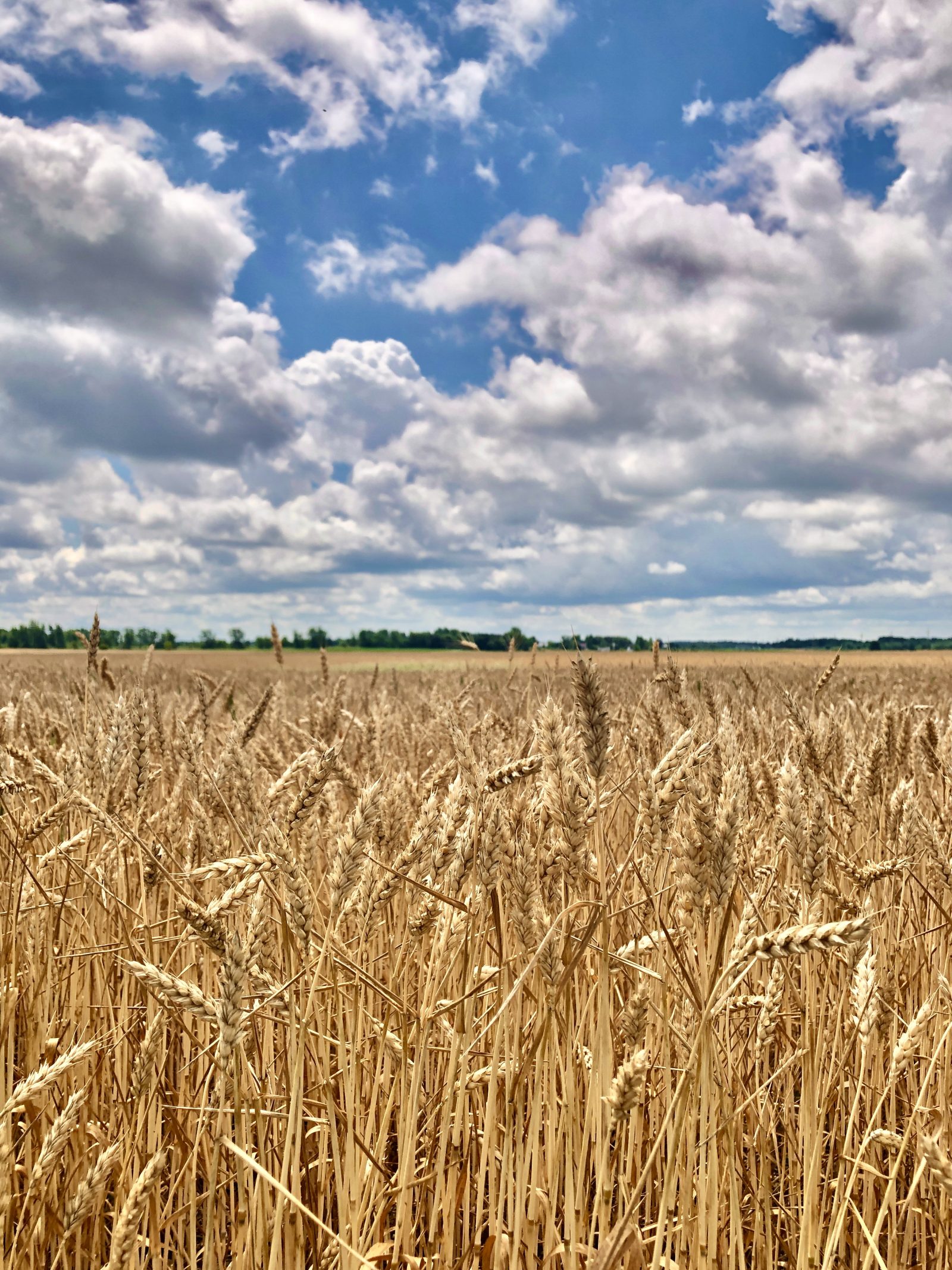 Planting Seeds, Local Grains at the Bakehouse - BAKE! with Zing blog