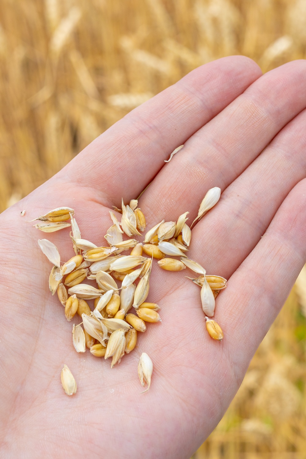 Planting Seeds, Local Grains at the Bakehouse - BAKE! with Zing blog